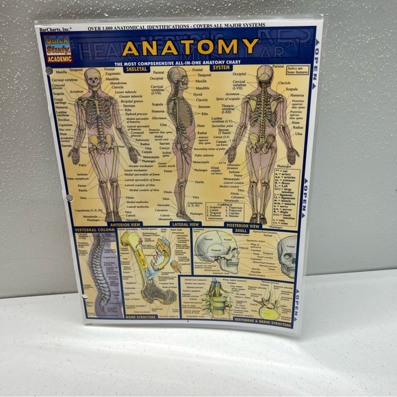 Bar Charts | Other | Laminated Anatomy Quick Study Guide Barcharts Inc ...